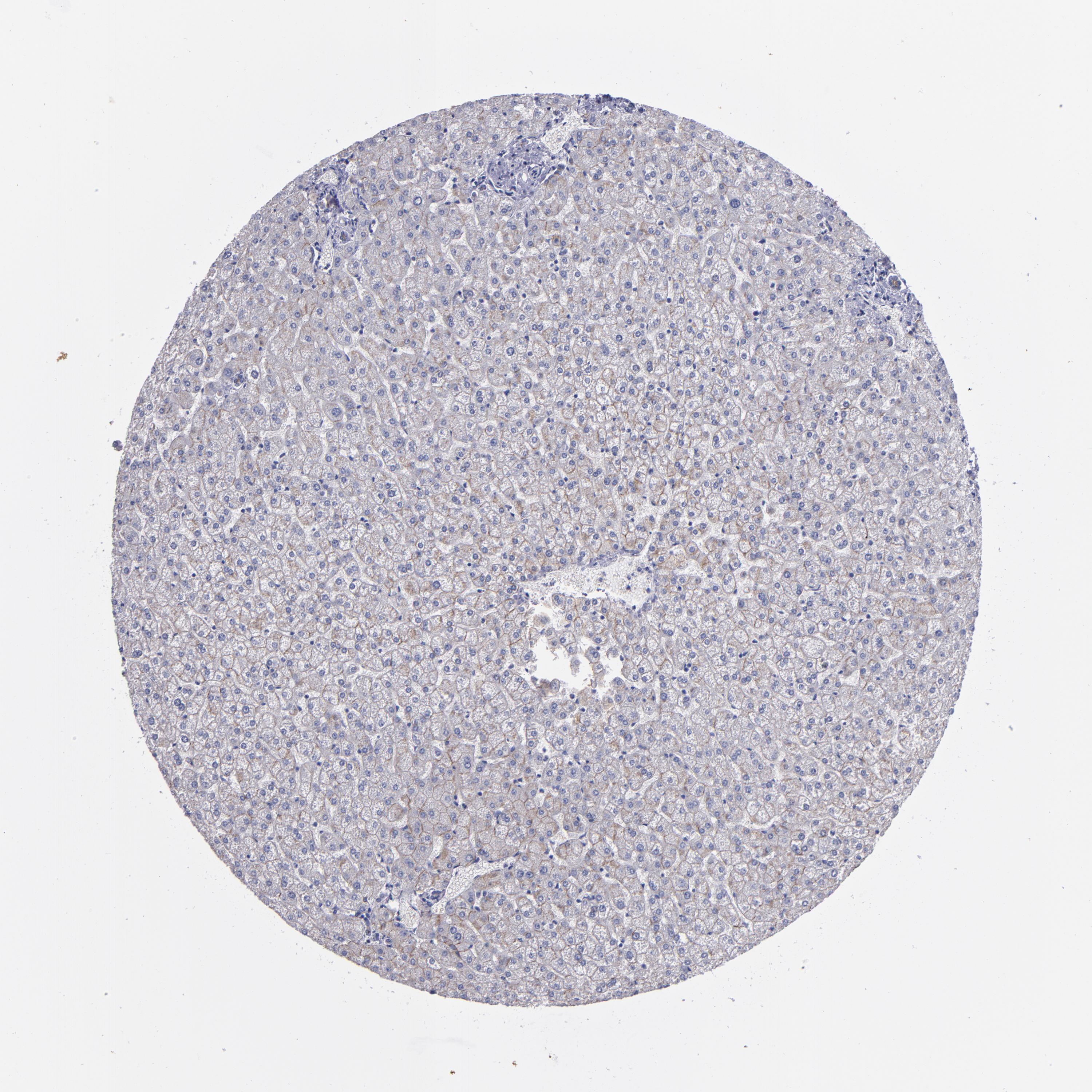 Tissue Expression Of Cdh3 Staining In Liver The Human Protein Atlas