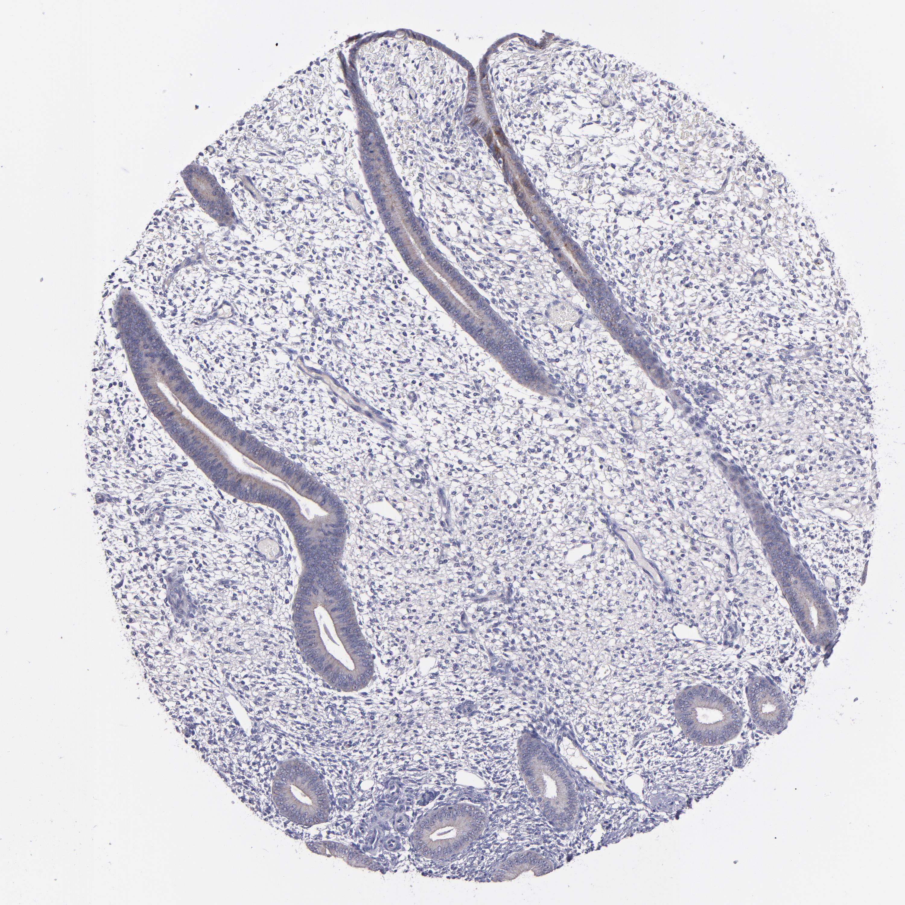 Tissue Expression Of Cdh3 Staining In Endometrium The Human Protein